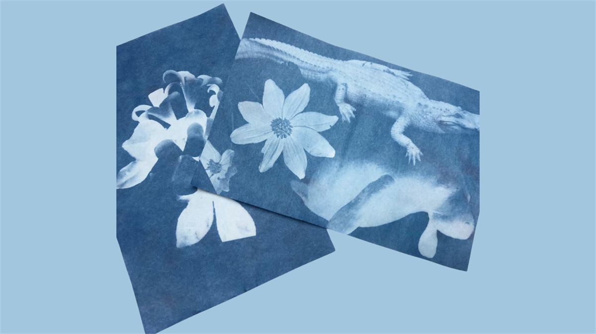 Cyanotypes | Free Family Funday | December 2022 Mennello Museum